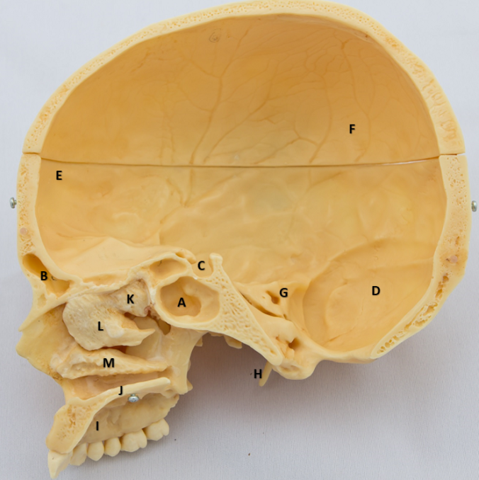 skull (midsagittal section) – Camosun College Anatomy Lab Site